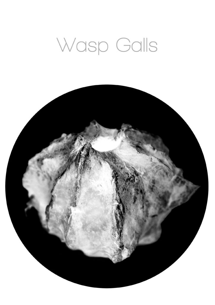 Wasp_Galls-1 | THE WILD WORD