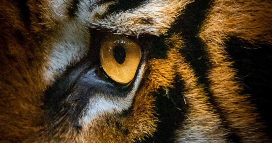 Kate Maxwell | THE WILD WORD